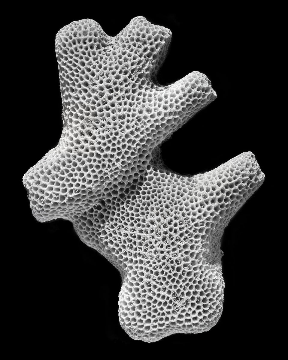 What Darwin Missed, Teil III - special editions – Kominek