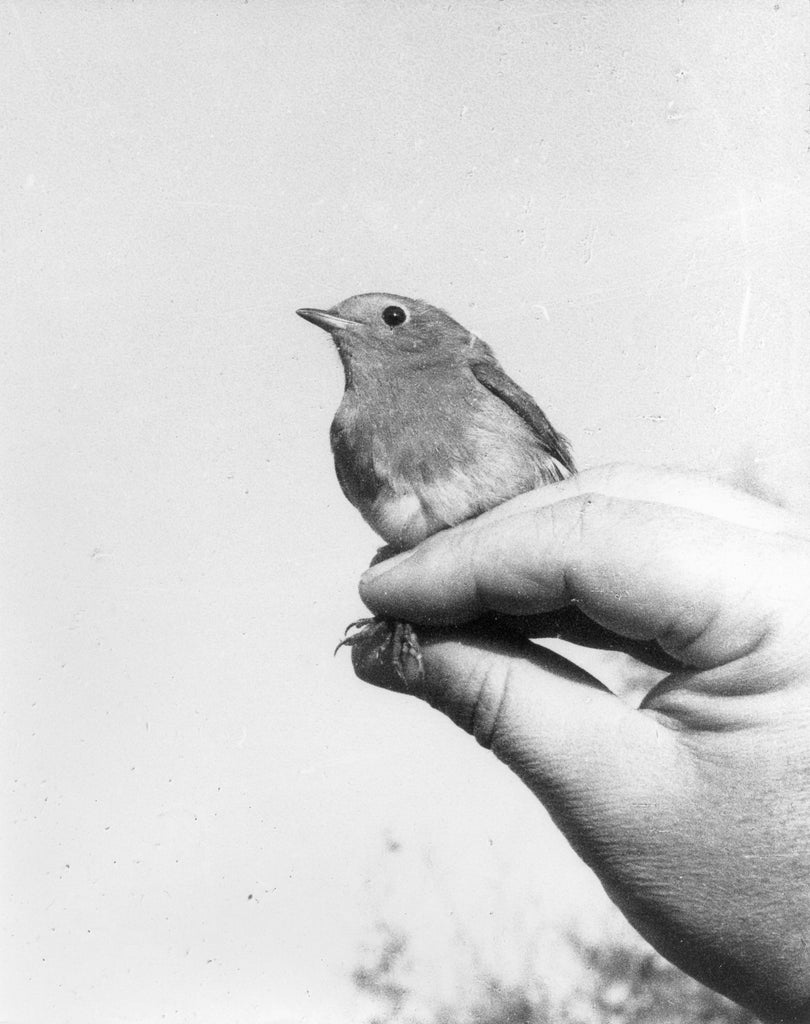 Natural Sources By Jochen Lempert Kominek natural-sources-by-jochen-lempert-kominek